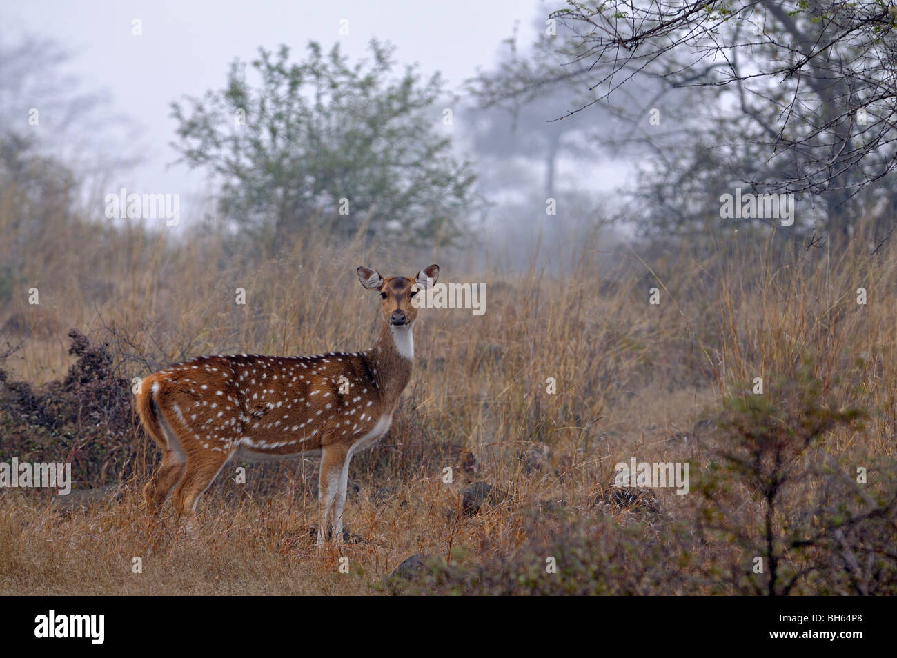 Axis deer hi-res stock photography and images - Alamy