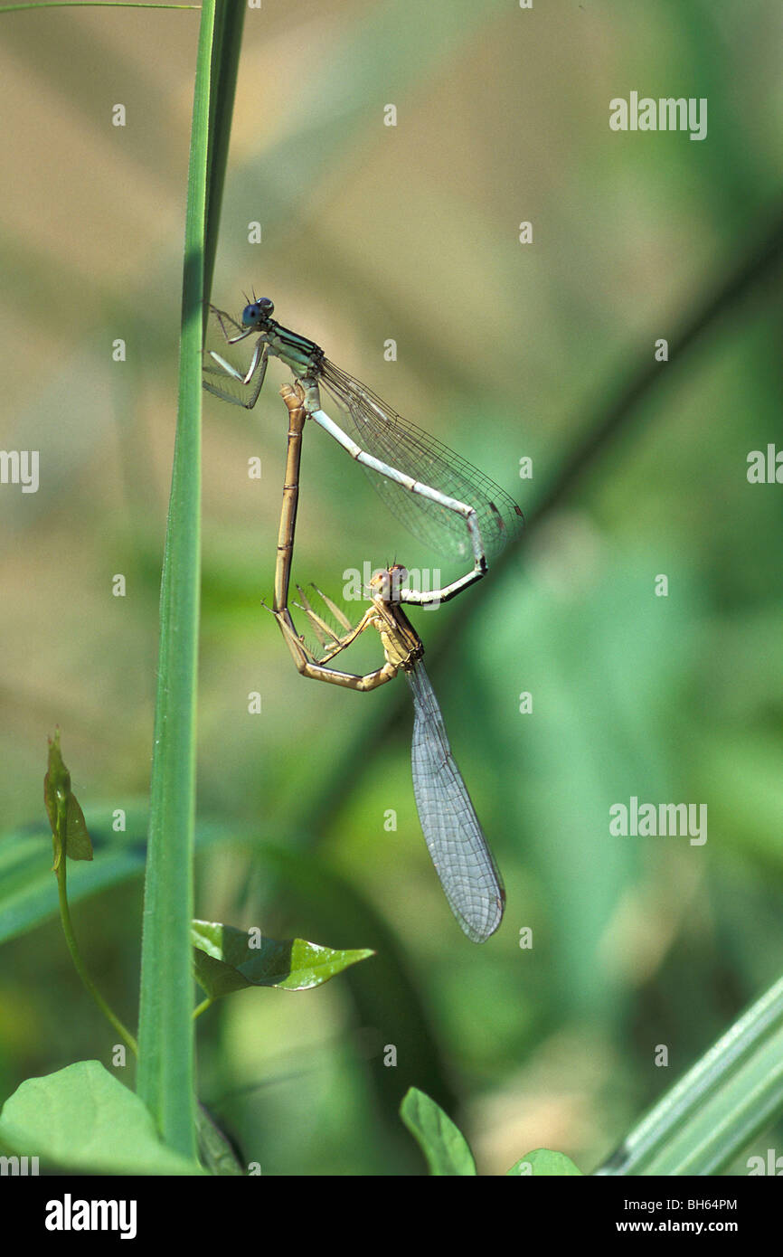 DRAGONFLIES COUPLING IN THE SHAPE OF A HEART Stock Photo - Alamy