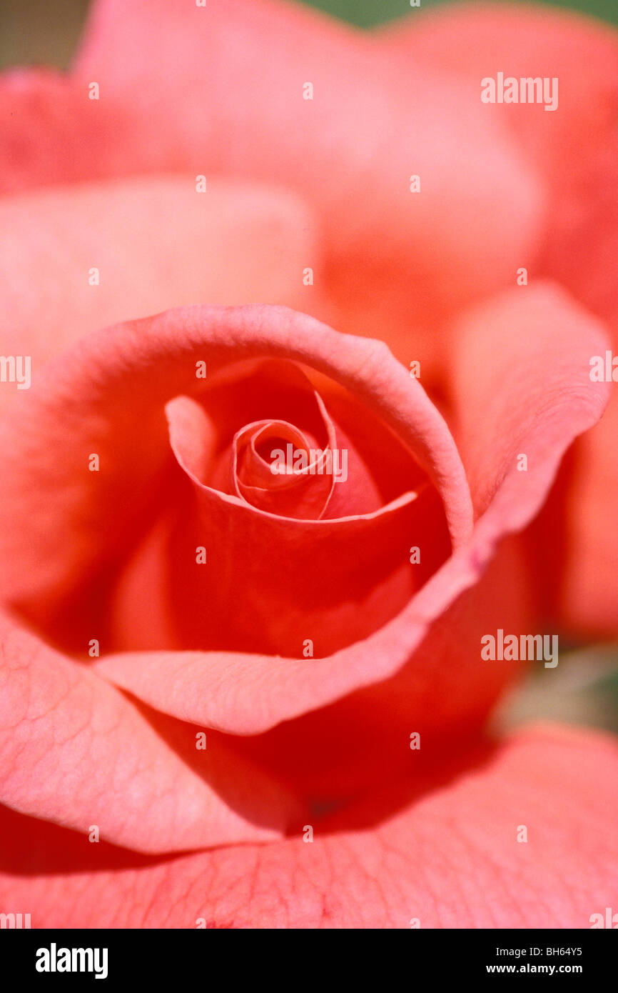 My heart for a rose hi-res stock photography and images - Alamy