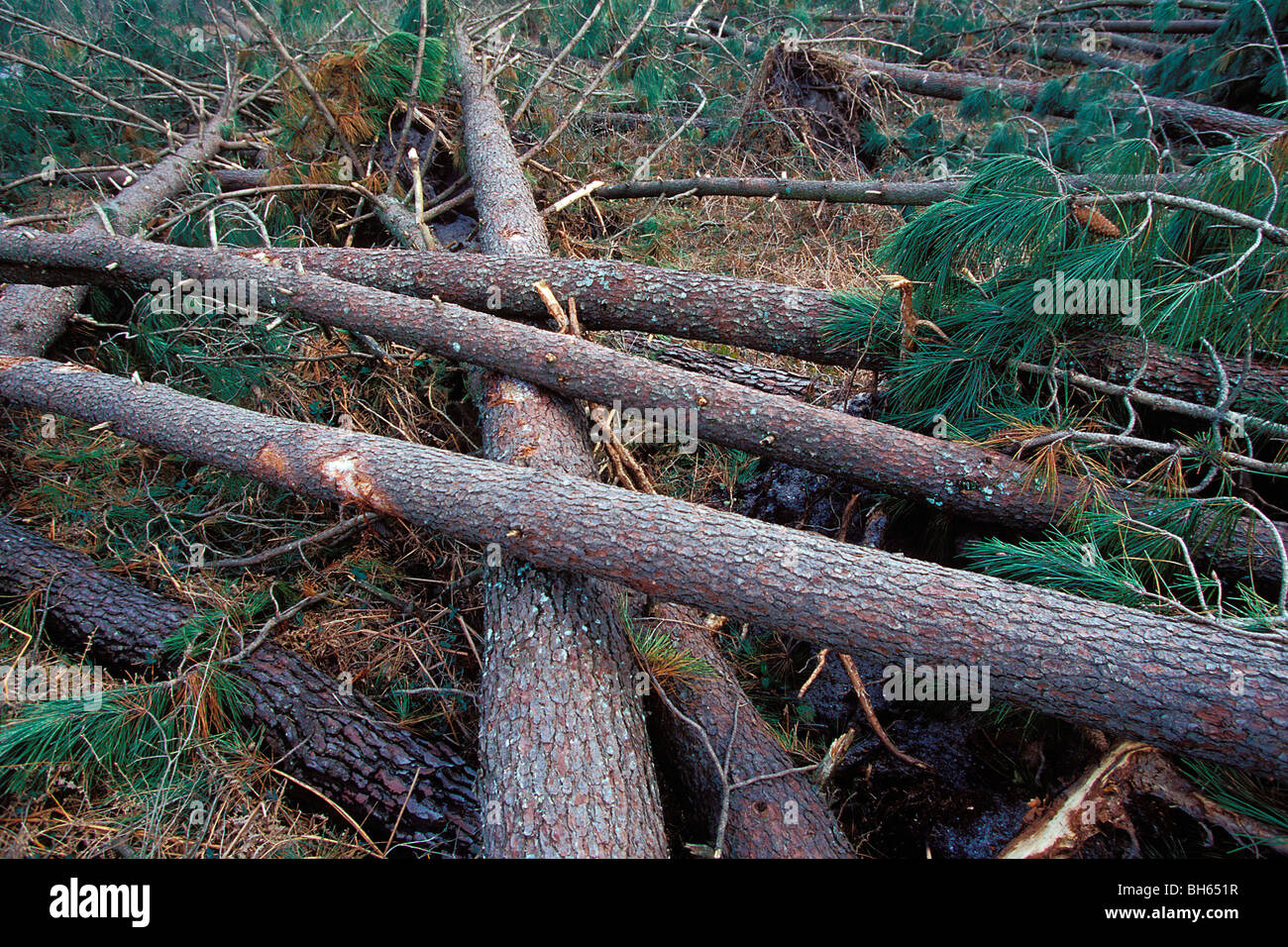 Pine tree blown over hi-res stock photography and images - Alamy