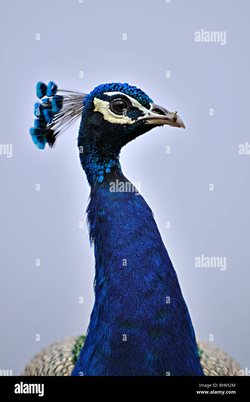 Indian Peafowl, Pavo cristatus, also known as the Common Peafowl or the ...