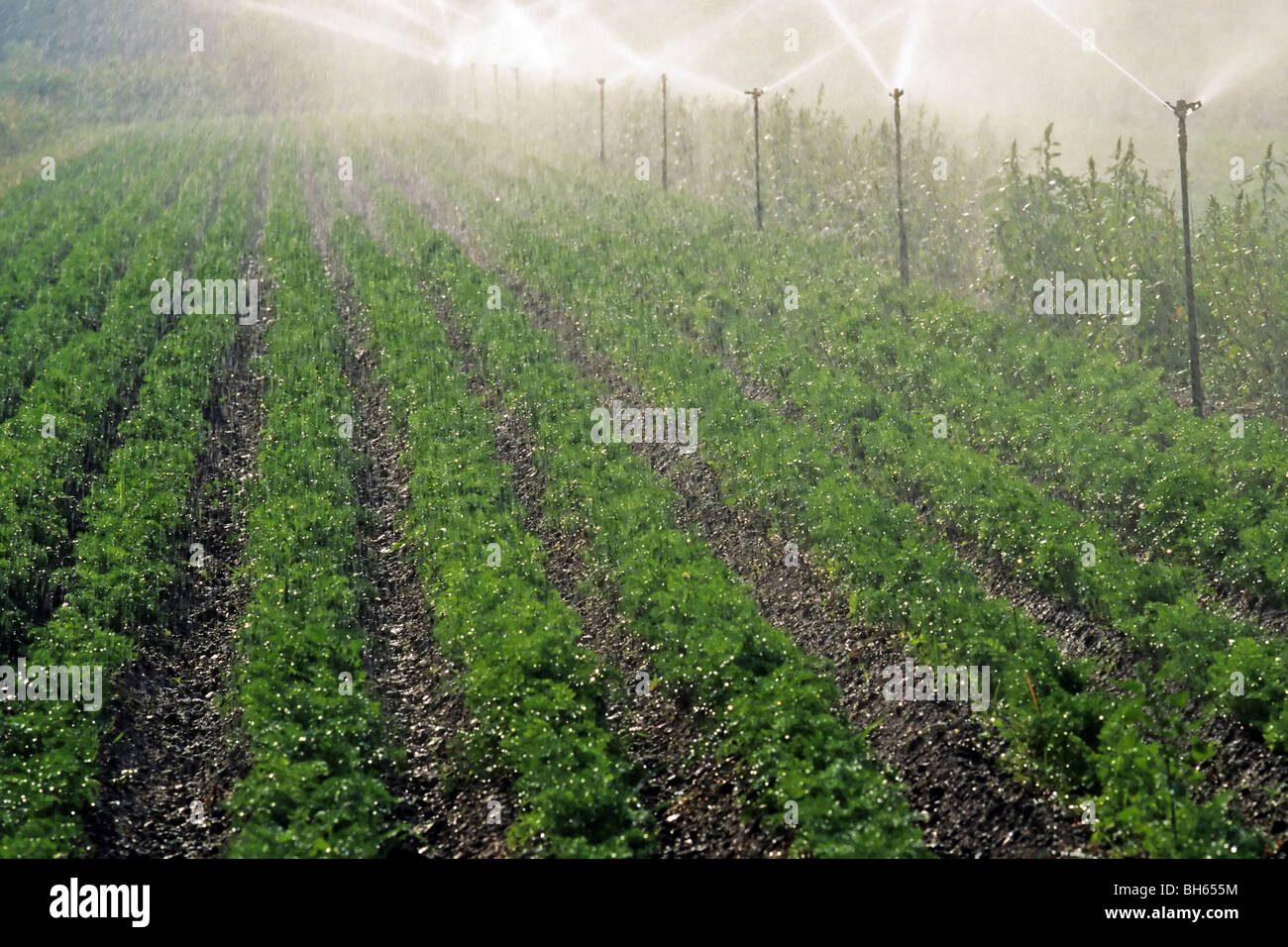 WATERING OF MARKET GARDENS, SOIL IRRIGATION, FRANCE Stock Photo - Alamy