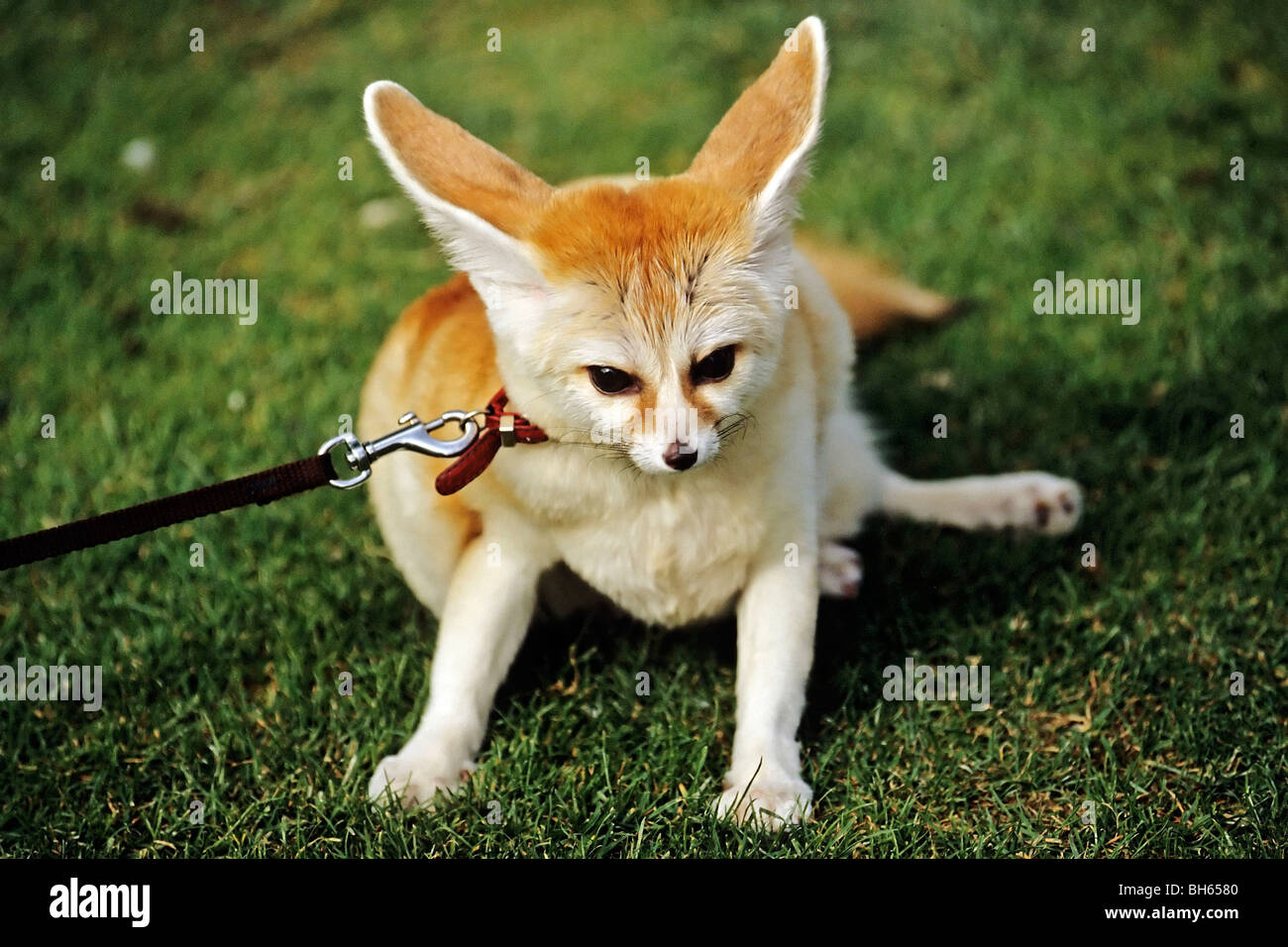 Fennec pet fennec kept on a leash hi-res stock photography and images ...