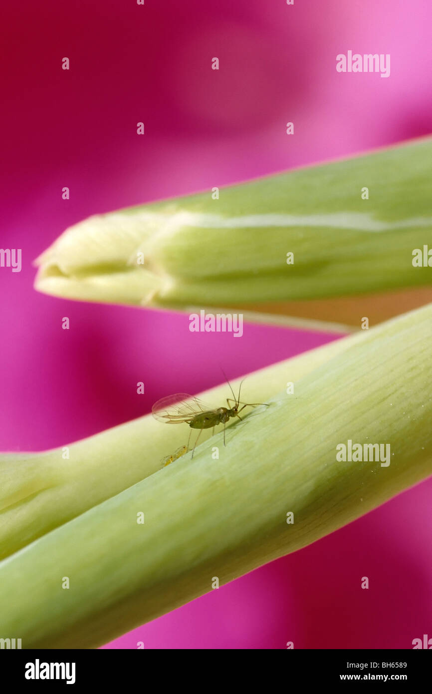 APHID ON A GLADIOLA FLOWER Stock Photo - Alamy