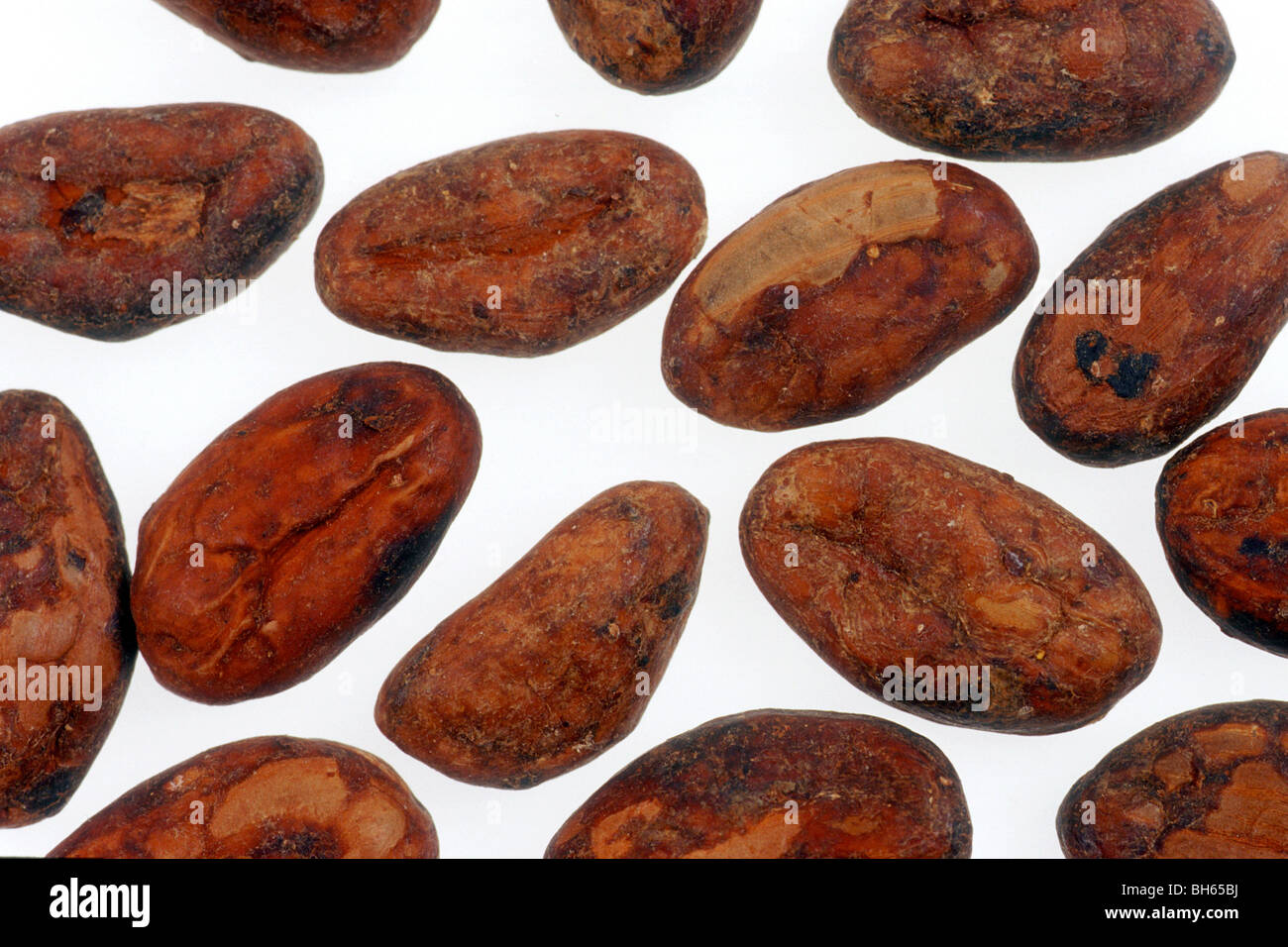 CLOSE-UP OF COCOA BEANS, FRANCE Stock Photo - Alamy