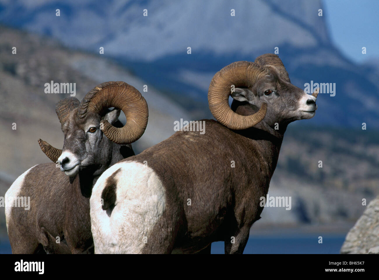 Rocky Mountain Bighorn Sheep Rams (Ovis canadensis), Jasper National ...