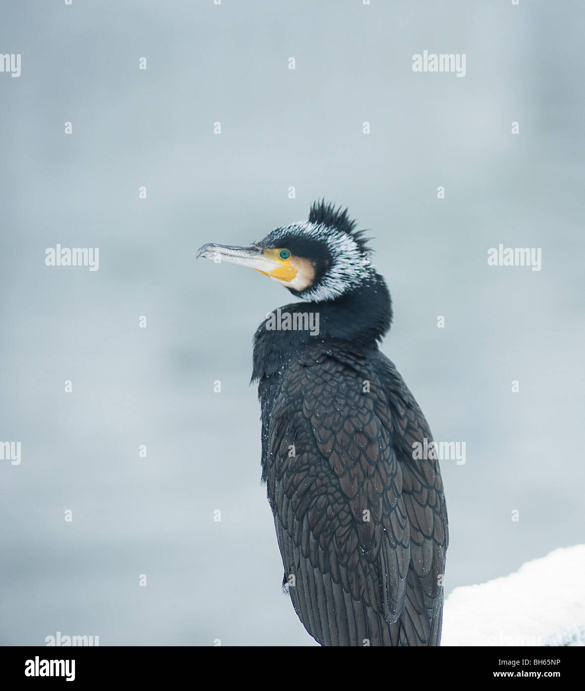 The Great Cormorant (Phalacrocorax carbo), known as the Great Black ...