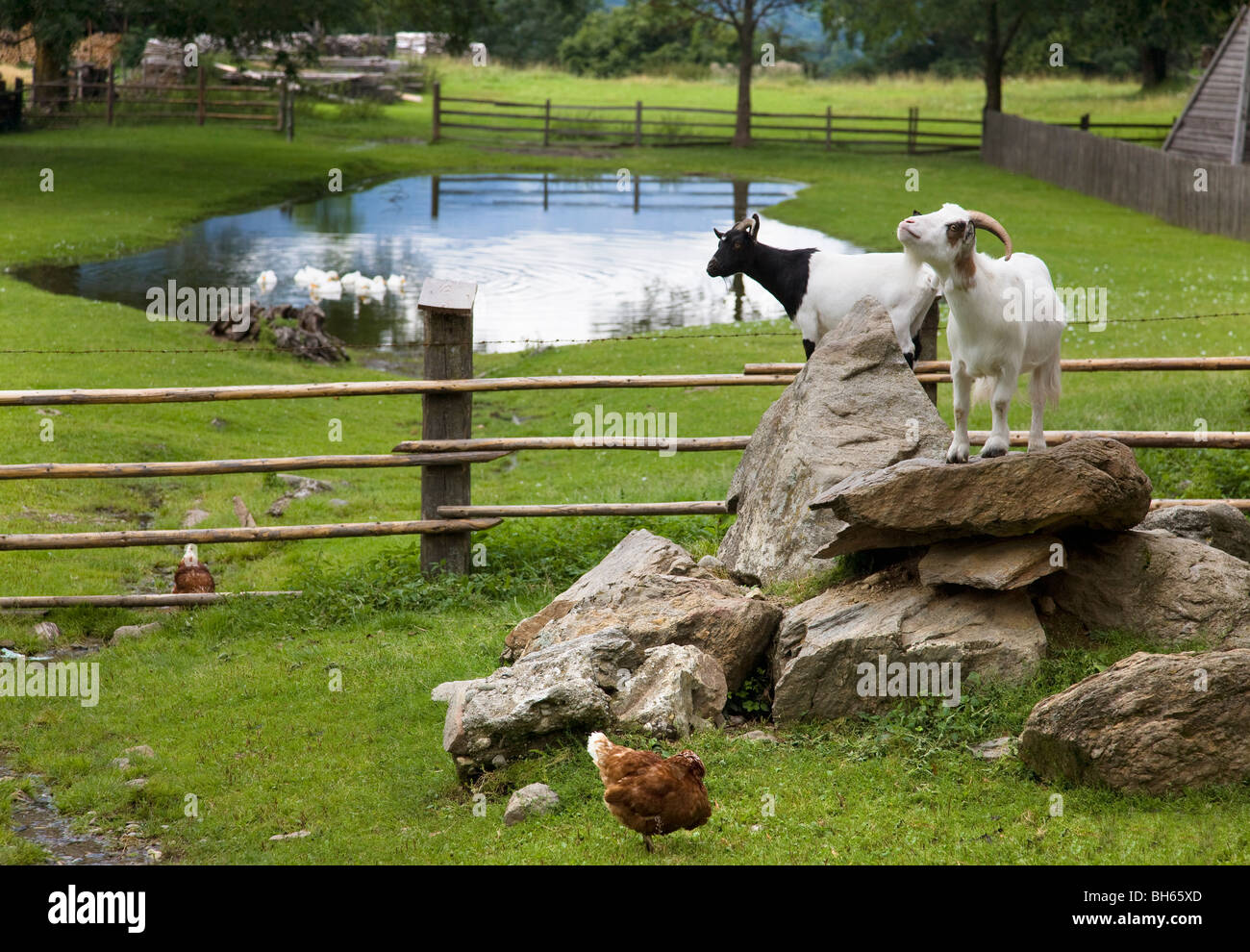 goats, hens on farm Stock Photo - Alamy
