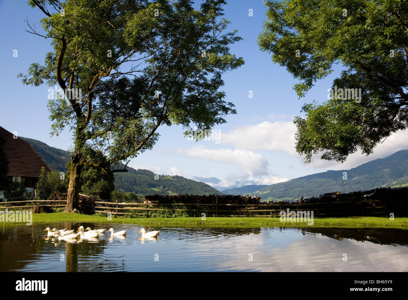 Migrating to the pond hi-res stock photography and images - Alamy