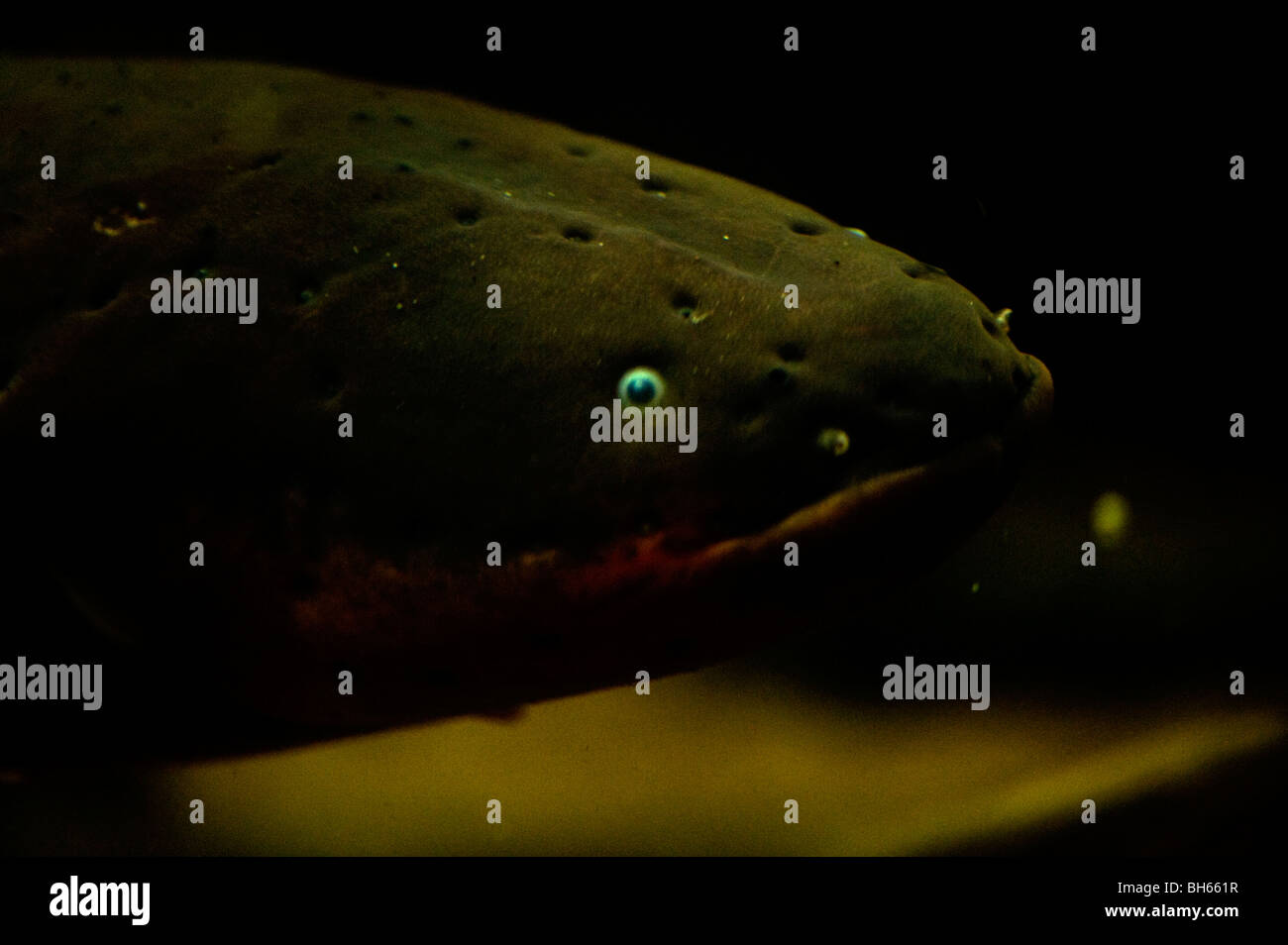 Electrophorus electricus hi-res stock photography and images - Alamy