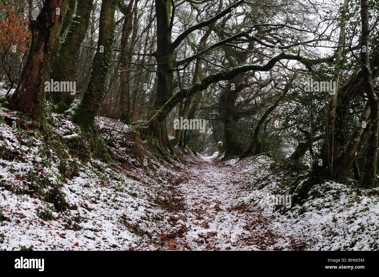 Drovers hi-res stock photography and images - Alamy