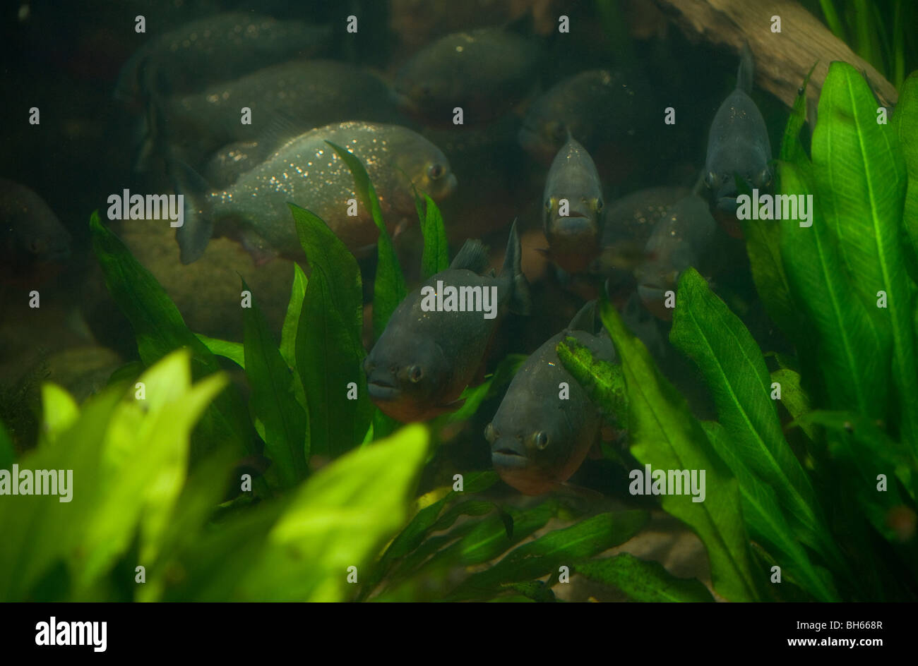 red piranhas (pygocentrus nattereri Stock Photo - Alamy