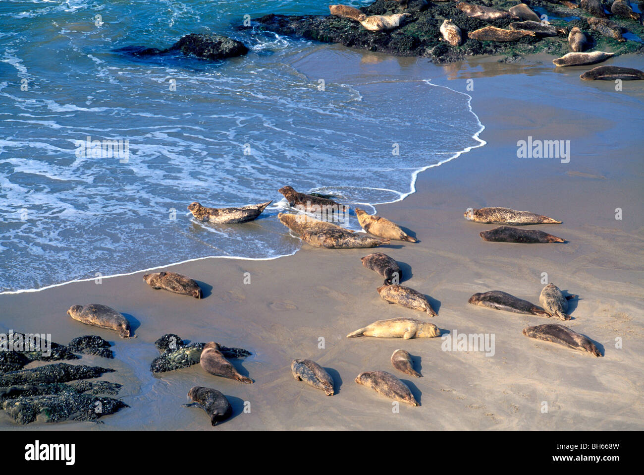 Northern Elephant Seals (Mirounga angustirostris), Piedras Blancas ...