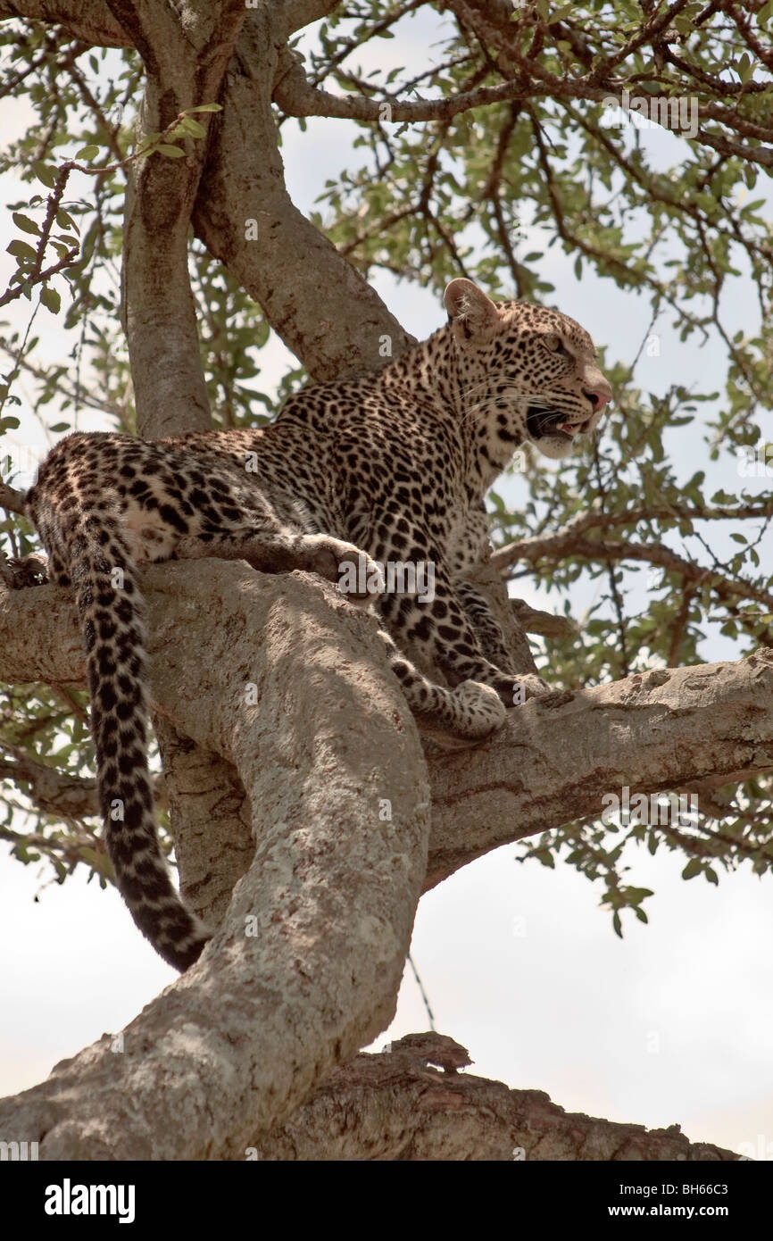 Adult female Leopard resting in tree top Stock Photo - Alamy