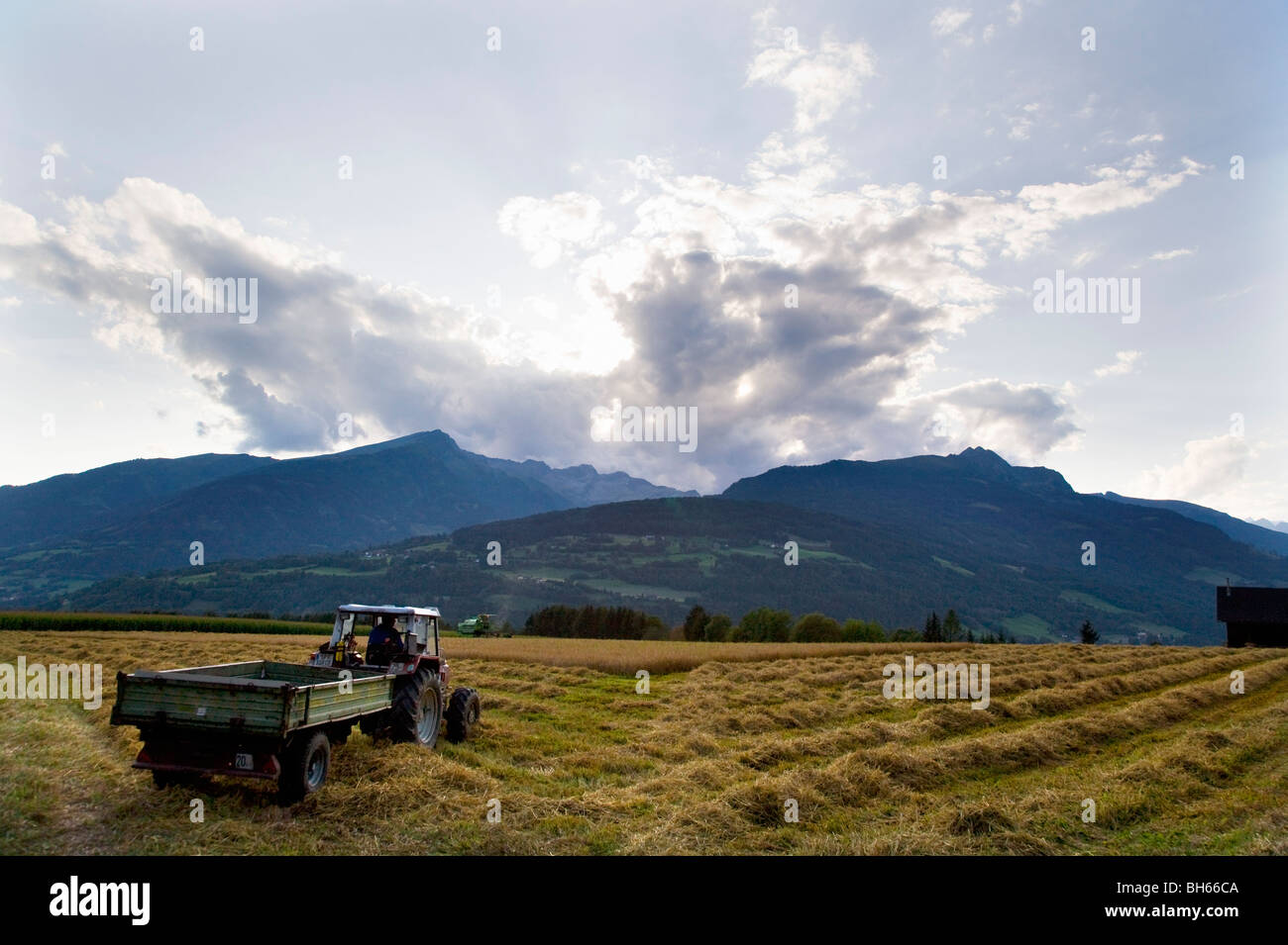 farmer harvesting oat Stock Photo - Alamy