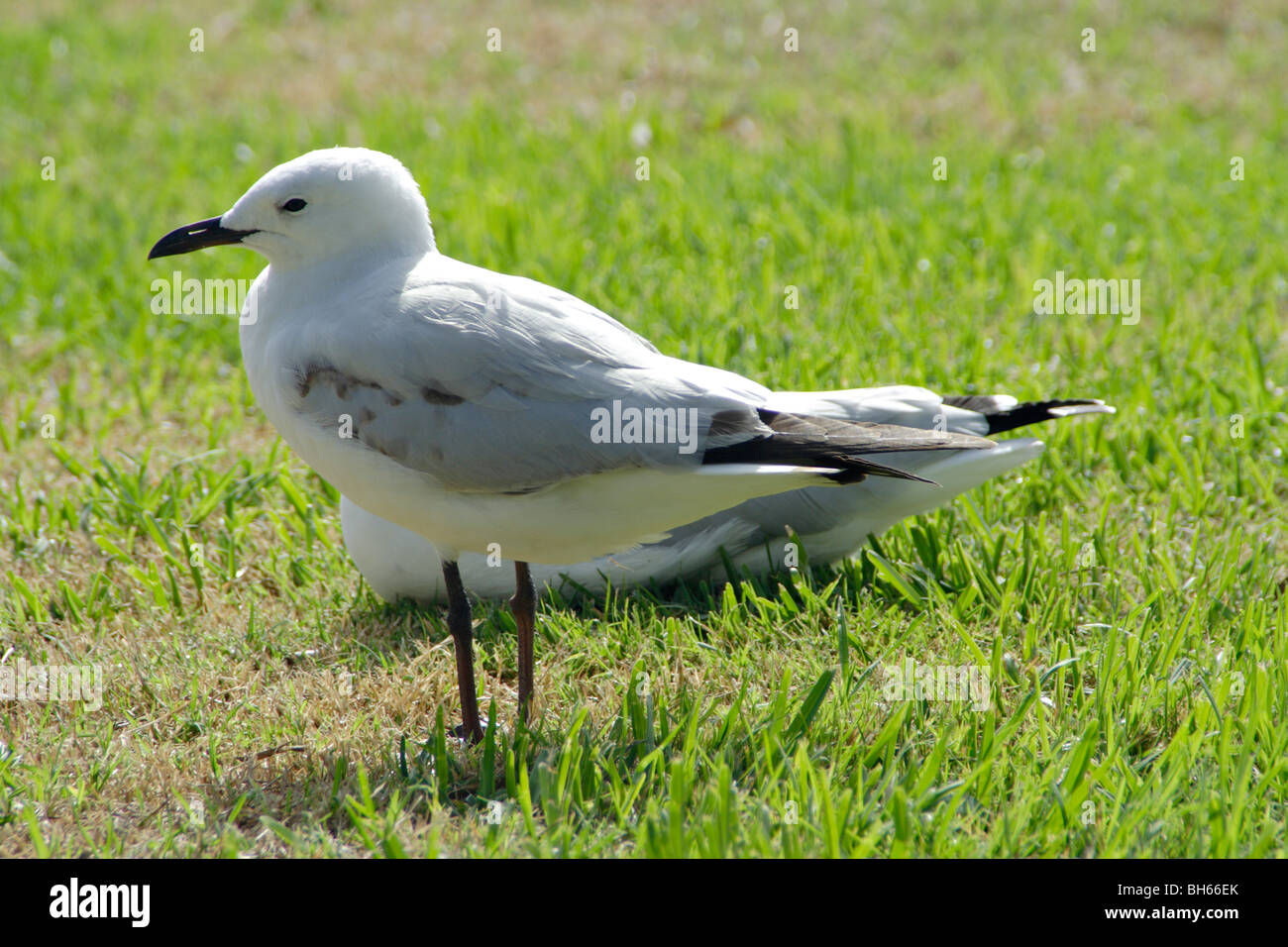 Herbivorous bird hi-res stock photography and images - Alamy