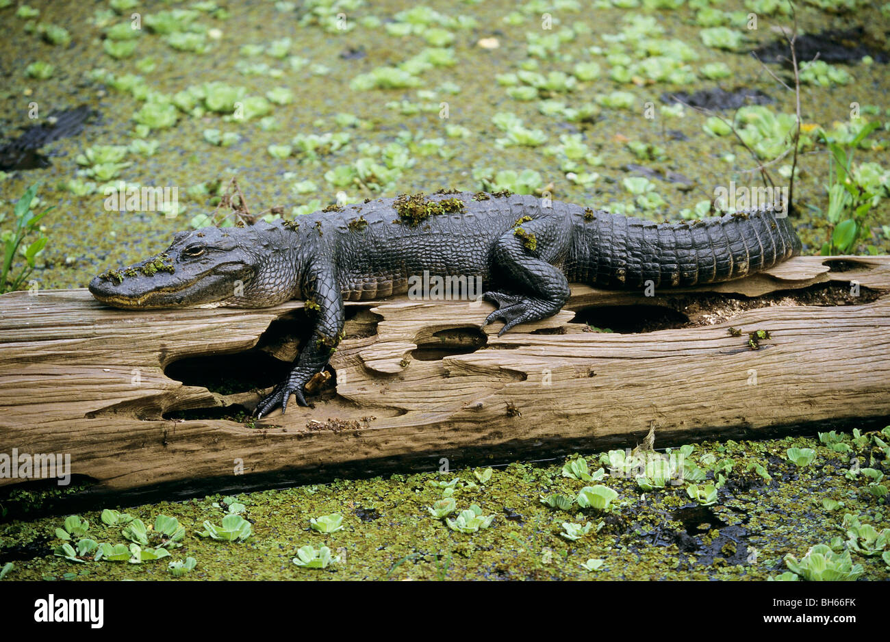 American Alligator / Alligator mississippiensis Stock Photo - Alamy