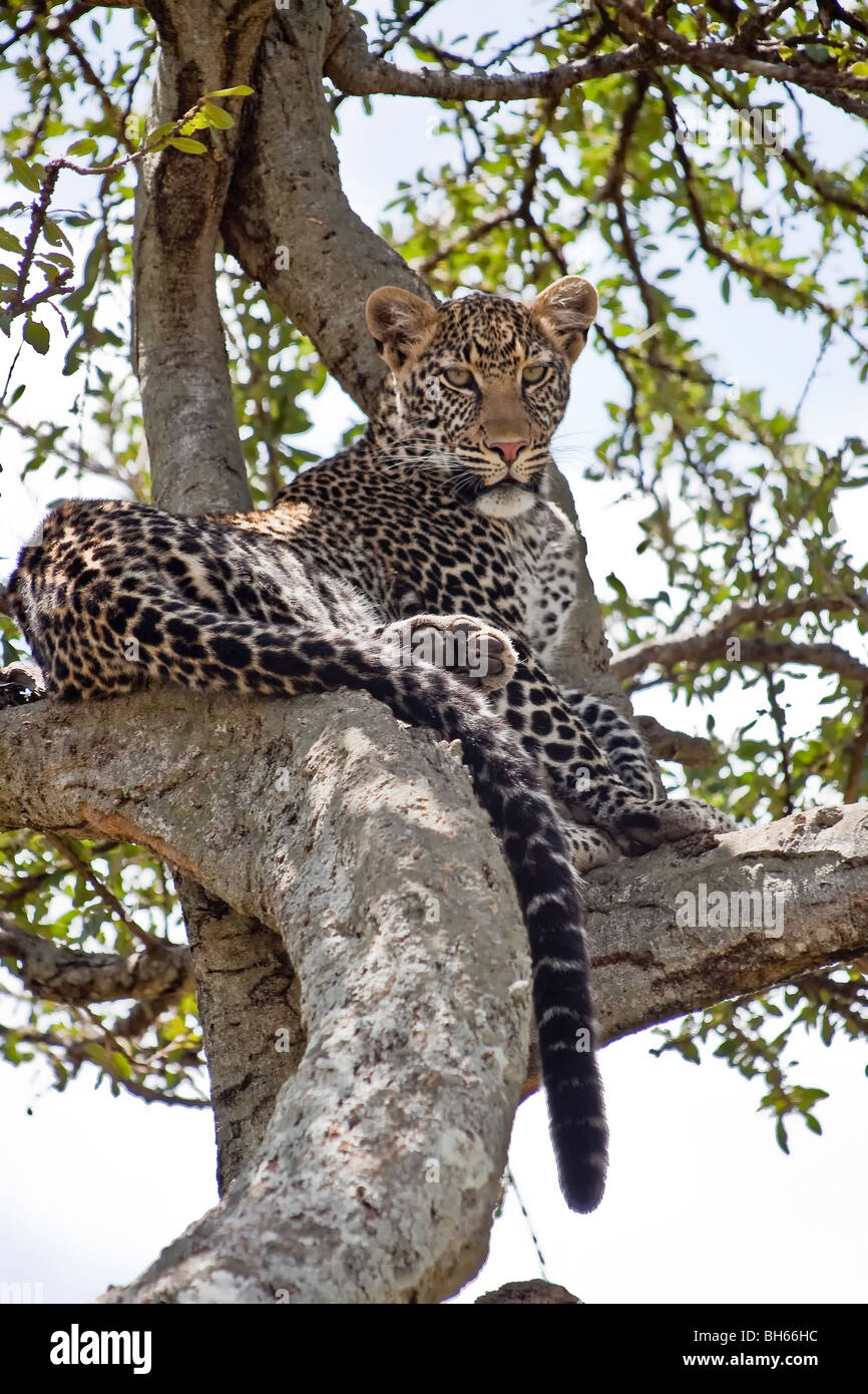 Adult female Leopard resting in tree top Stock Photo - Alamy