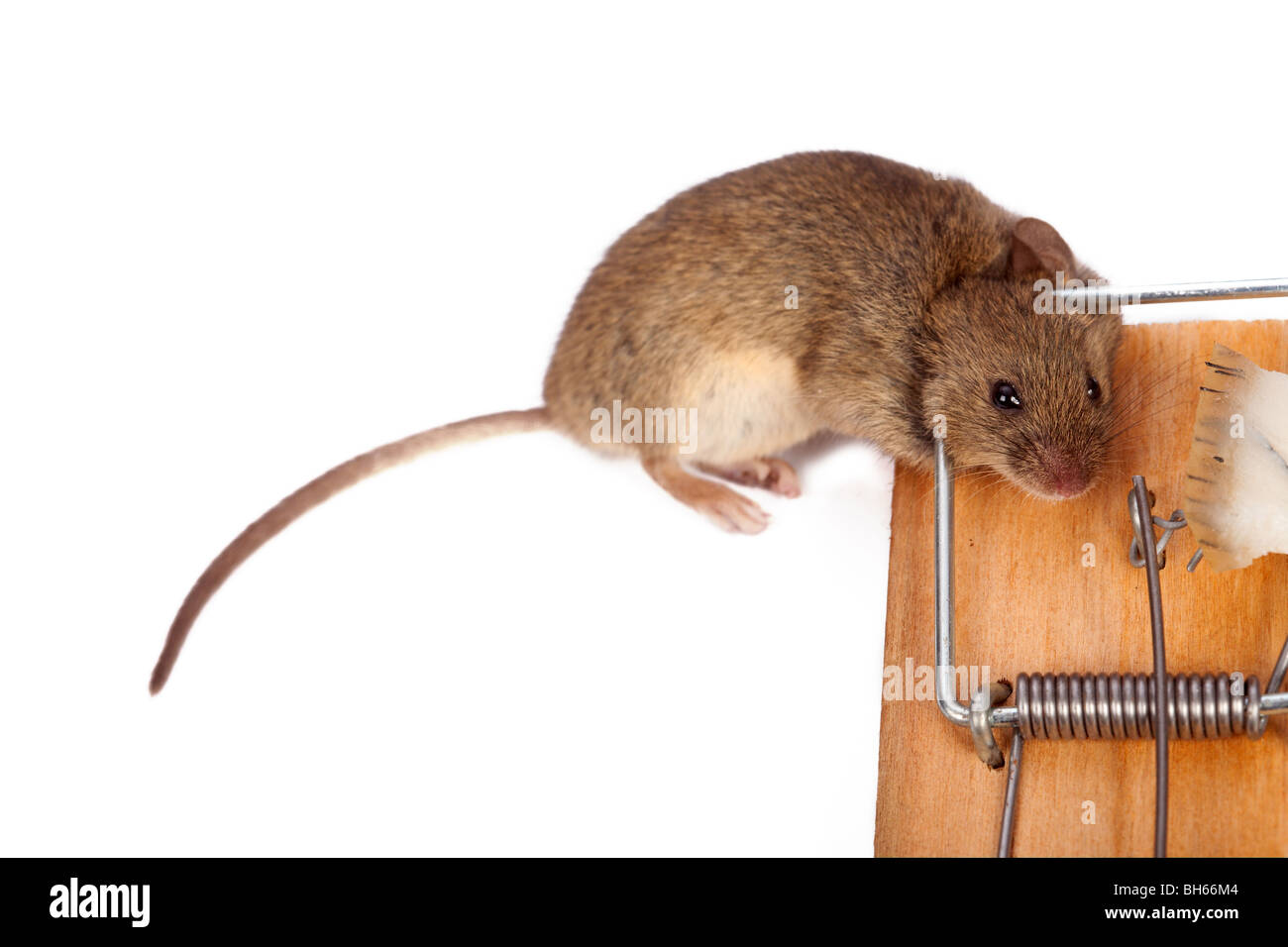 Dead mouse in a mousetrap on a white background Stock Photo - Alamy
