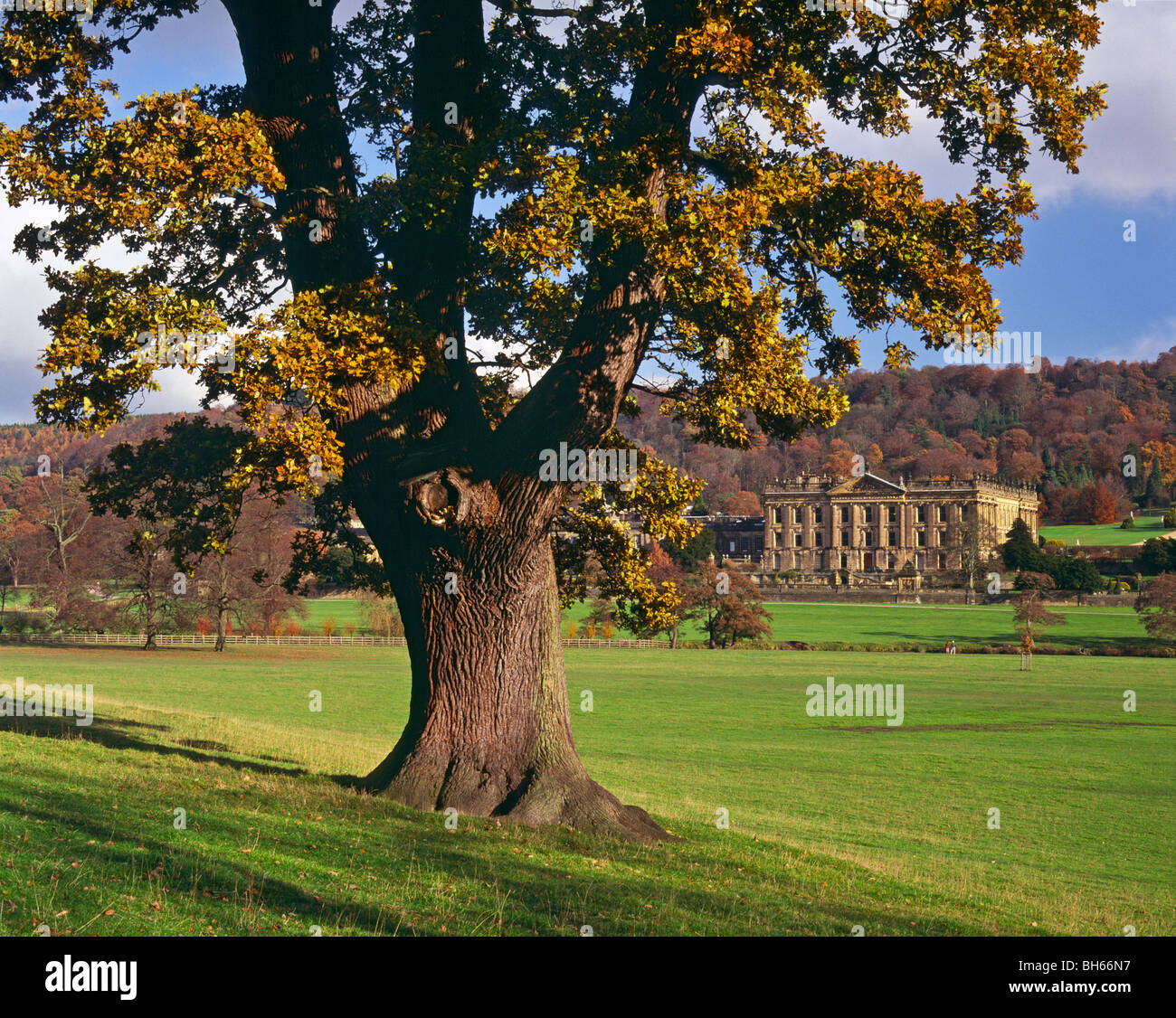 Chatsworth House framed by an ancient oak tree in autumn, Peak District ...