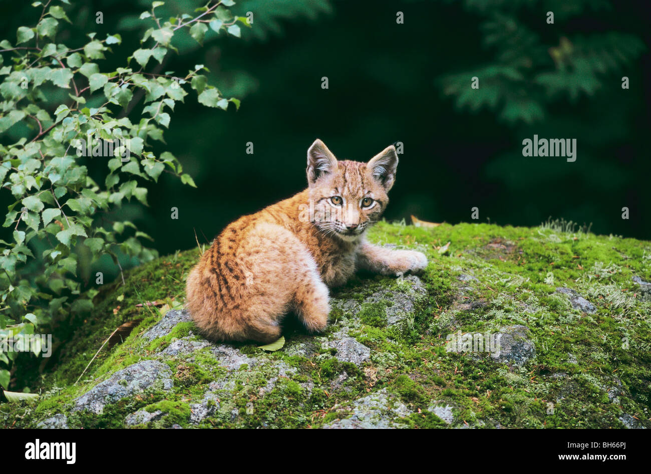Lynx lynx lynx lying on a rock hi-res stock photography and images - Alamy