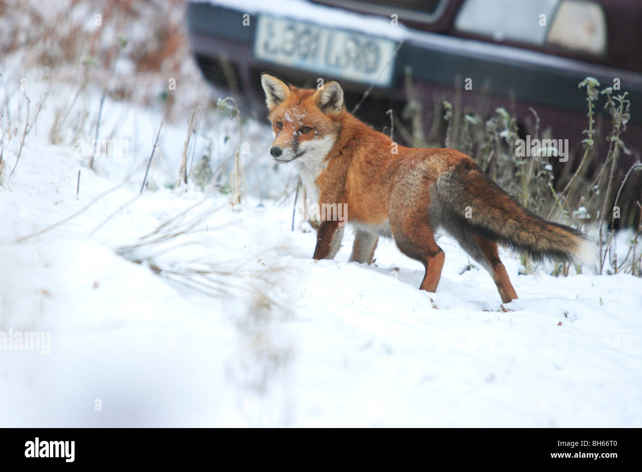 British wild animals in snow hi-res stock photography and images - Alamy
