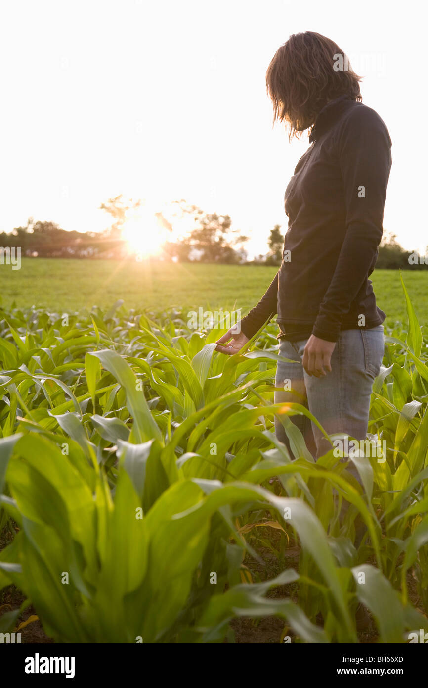 Standing corn crop from hi-res stock photography and images - Alamy