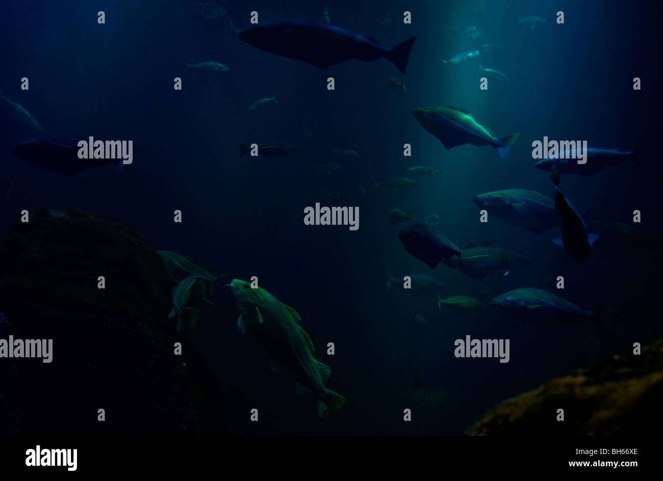 cod school, underwater Stock Photo - Alamy