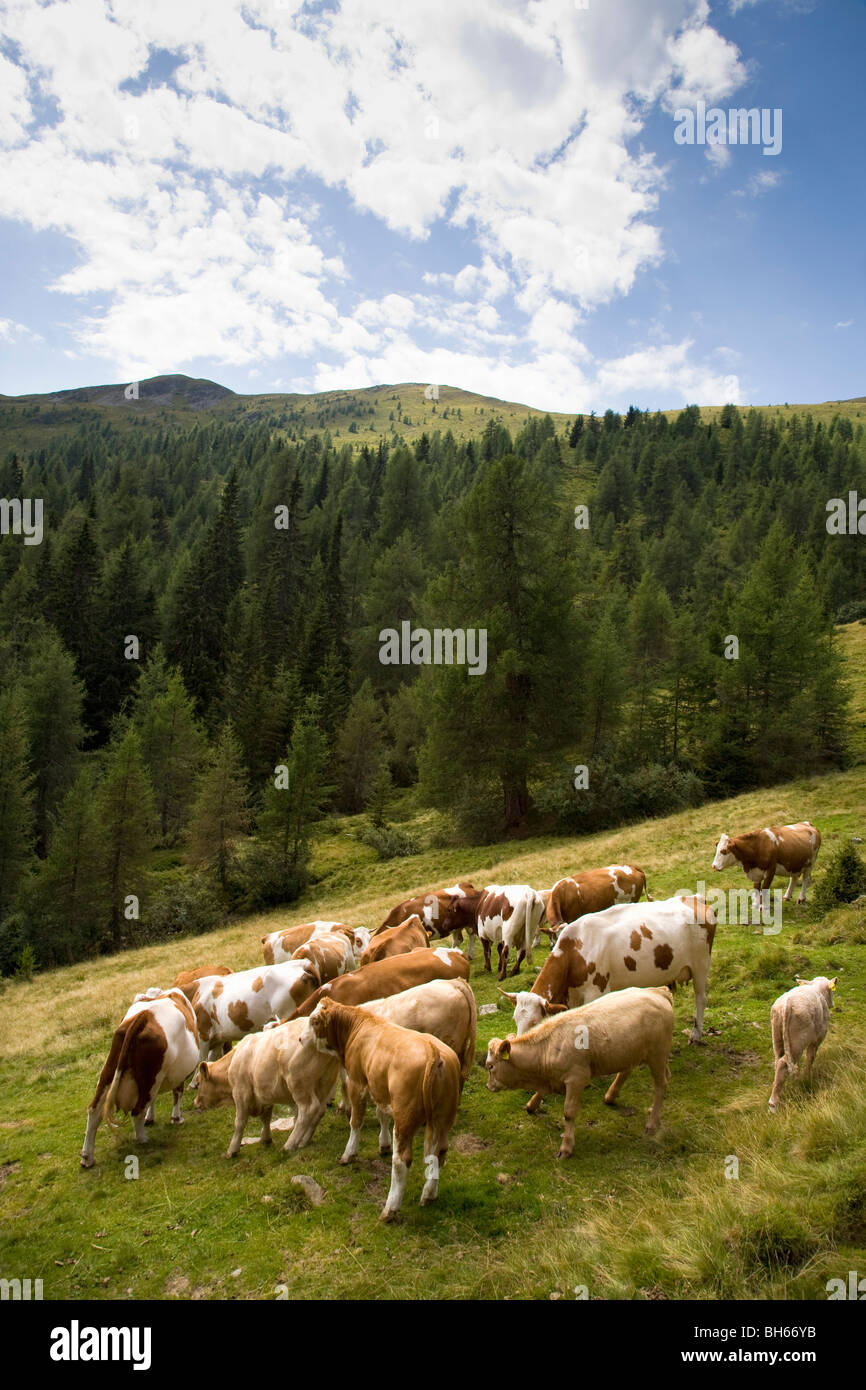 cows on mountain pasture Stock Photo - Alamy