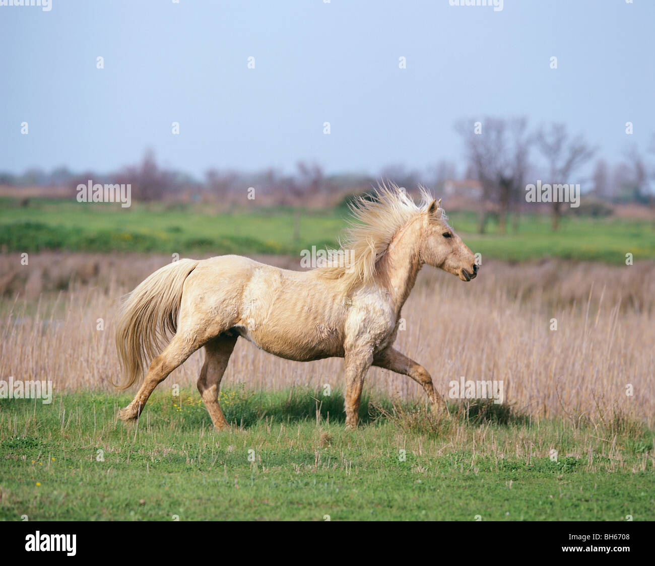 Palomino horse - running on a meadow Stock Photo - Alamy