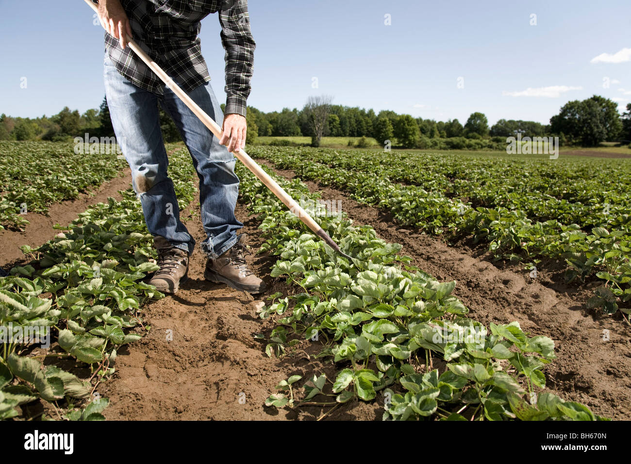 Hoeing High Resolution Stock Photography and Images - Alamy