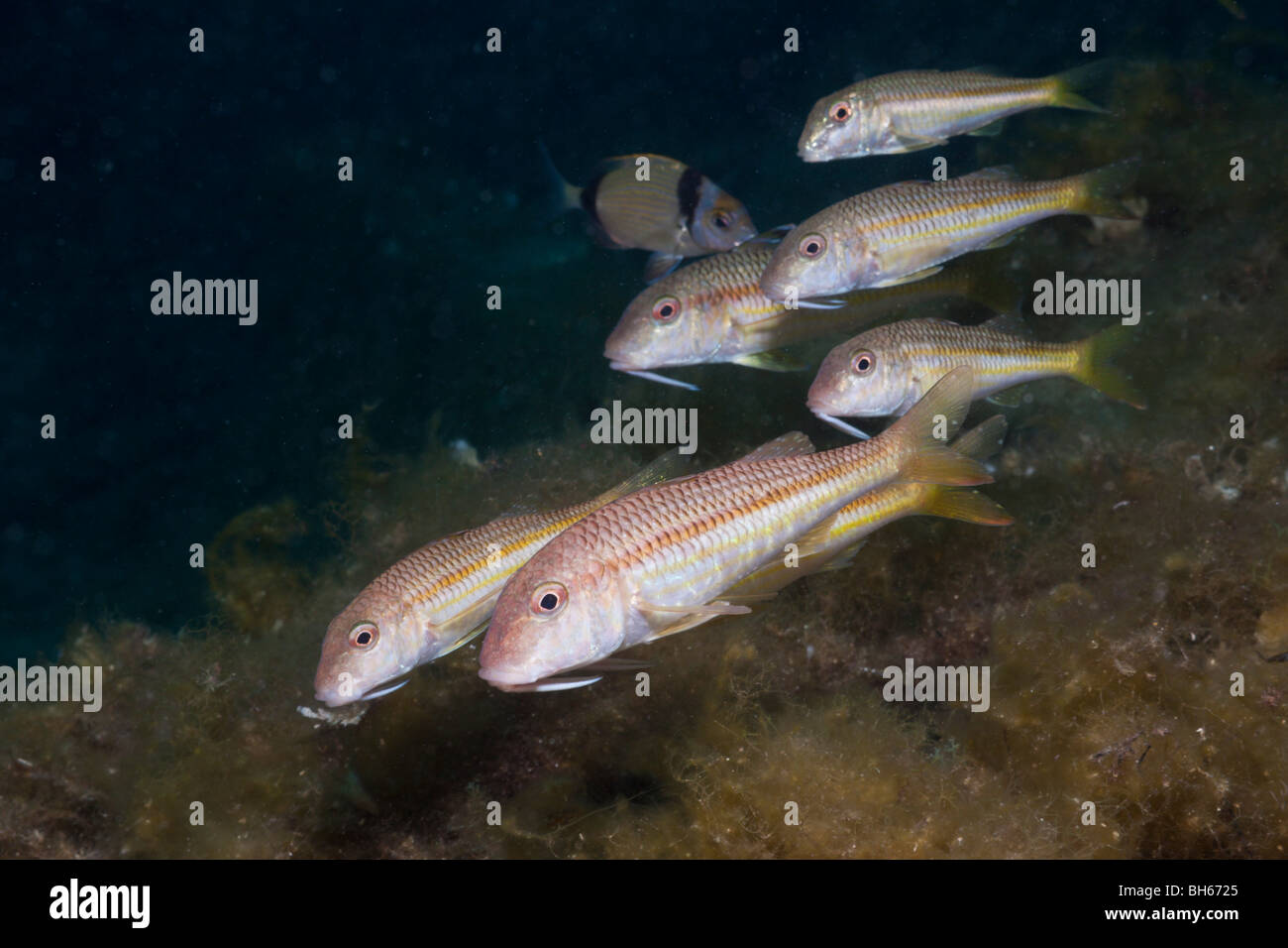 Red sea fauna hi-res stock photography and images - Alamy