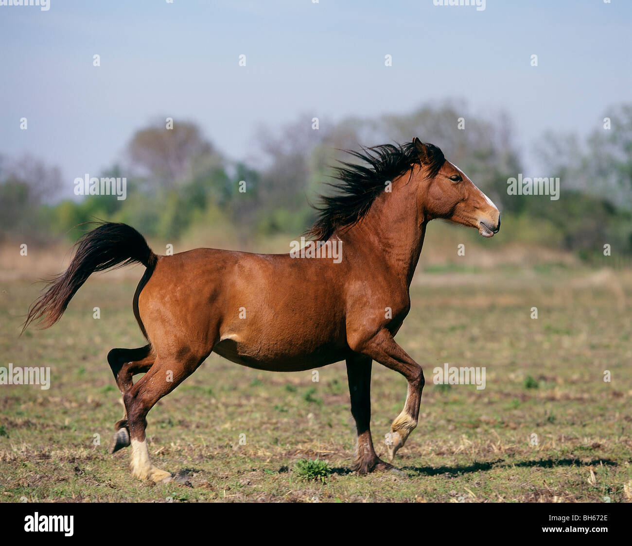 Lusitanian horses hi-res stock photography and images - Alamy
