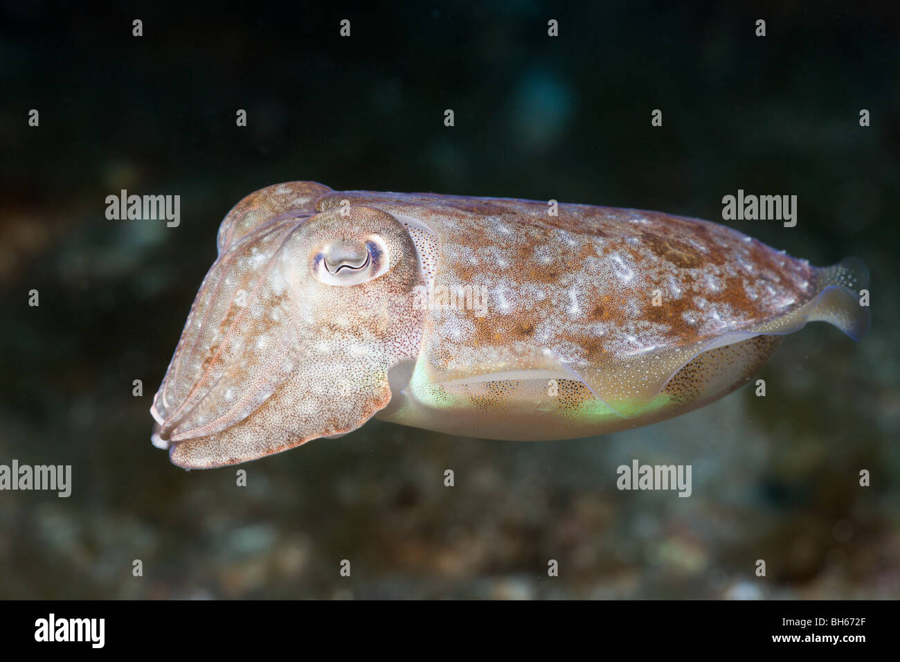 Common format hi-res stock photography and images - Alamy