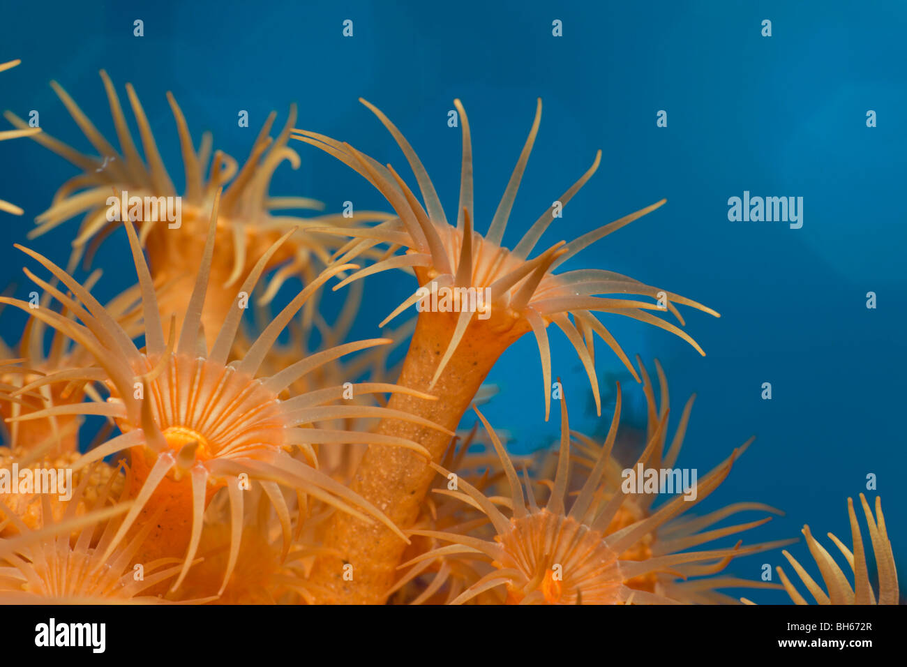 Cnidaria sea anemones hi-res stock photography and images - Alamy