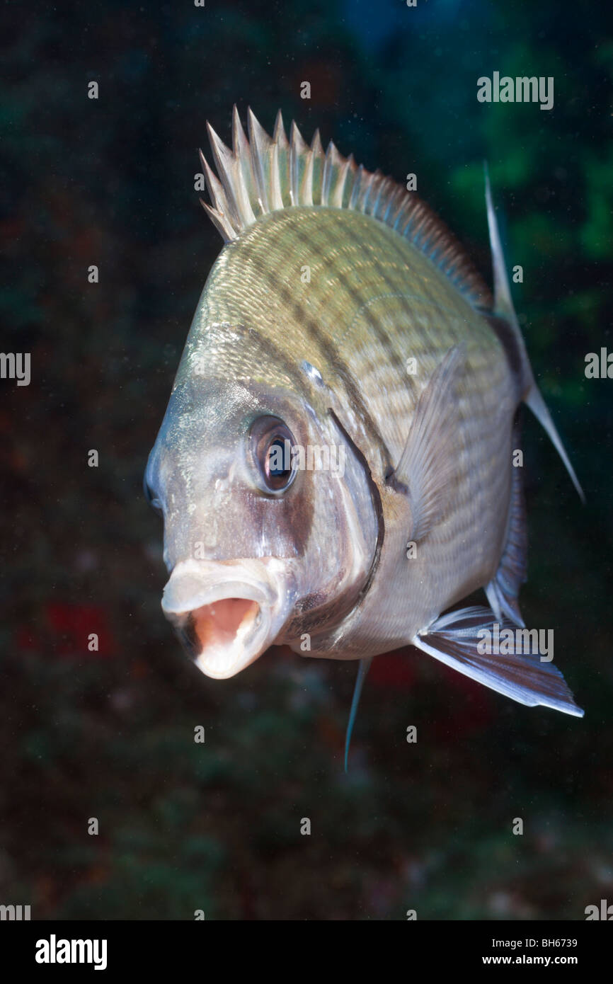 White sea bream hi-res stock photography and images - Alamy