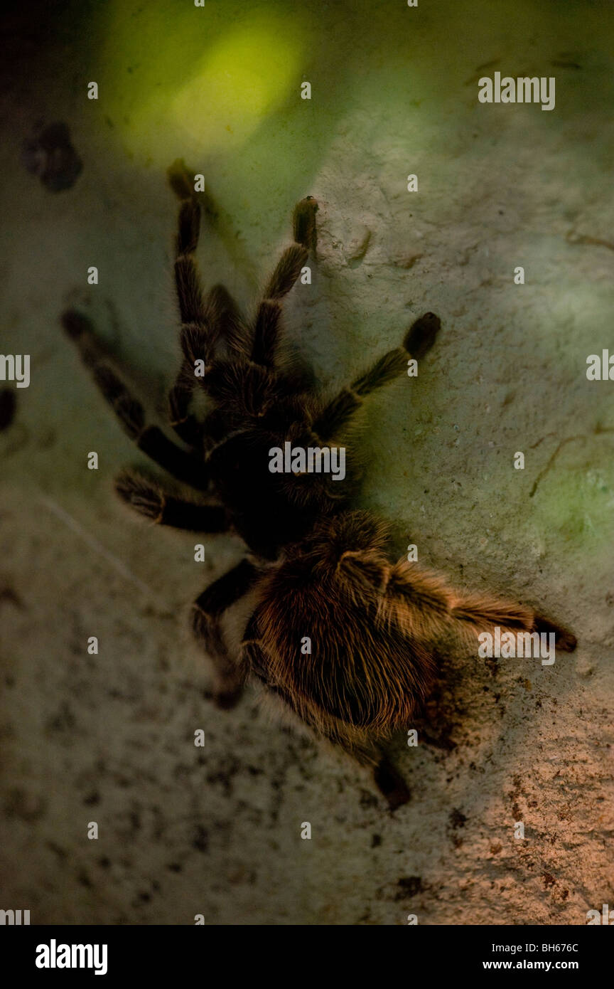 Large tarantula crawling on rock Stock Photo - Alamy