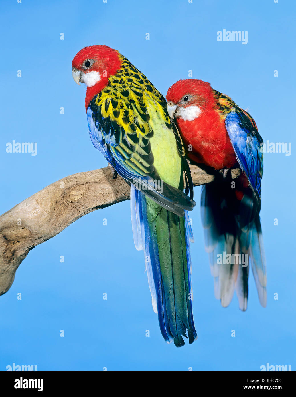 Eastern Rosella Pair