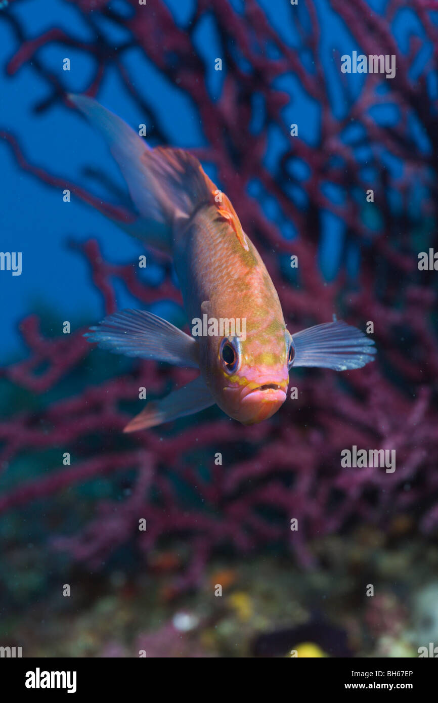 Anthias anthias hi-res stock photography and images - Alamy