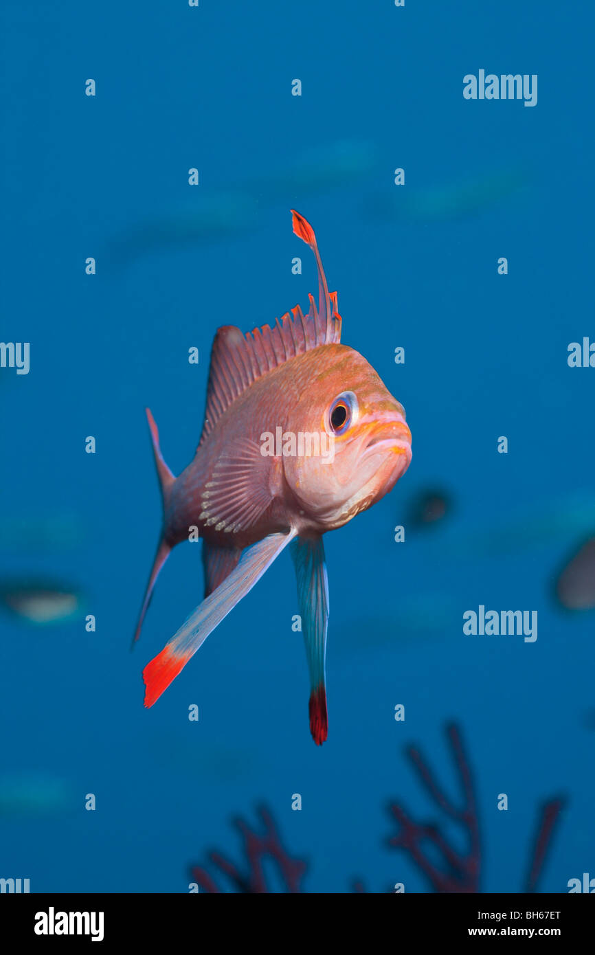 Melith hi-res stock photography and images - Alamy