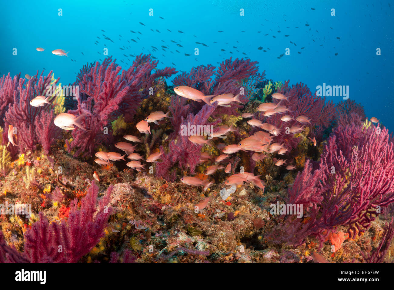 Melith hi-res stock photography and images - Alamy