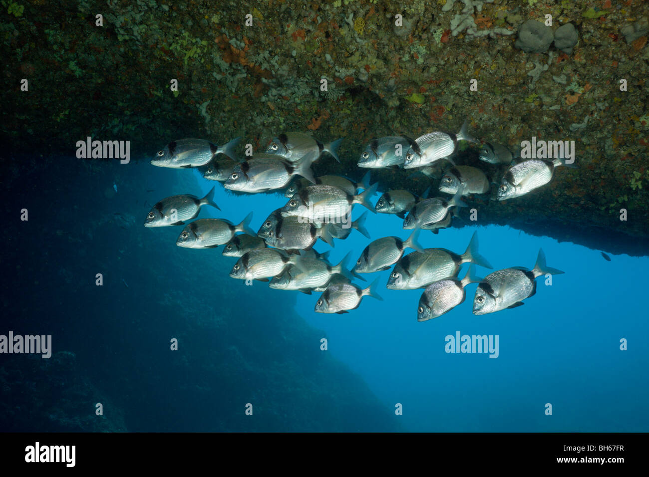 School of porgies sparidae hi-res stock photography and images - Alamy