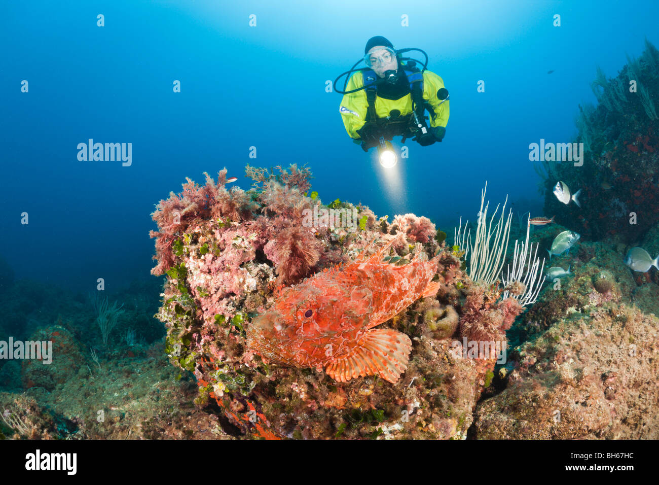 Stinger suit hi-res stock photography and images - Alamy