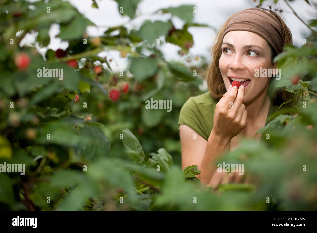 Woman eating raspberries from plant Stock Photo - Alamy