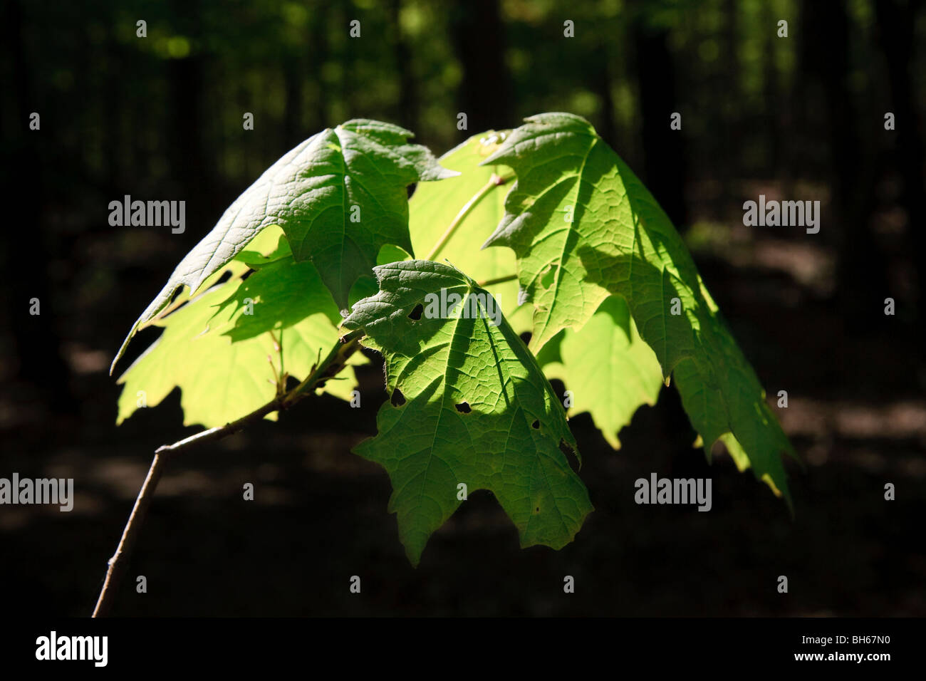 Spring and new growth - new maple leaves sprout in the forest Stock ...