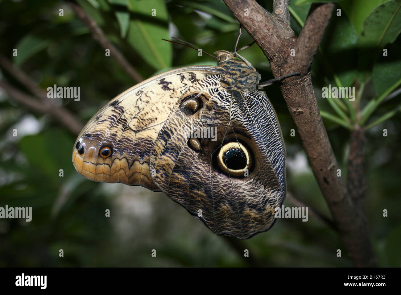 Owl butterfly caligo memnon hi-res stock photography and images - Alamy