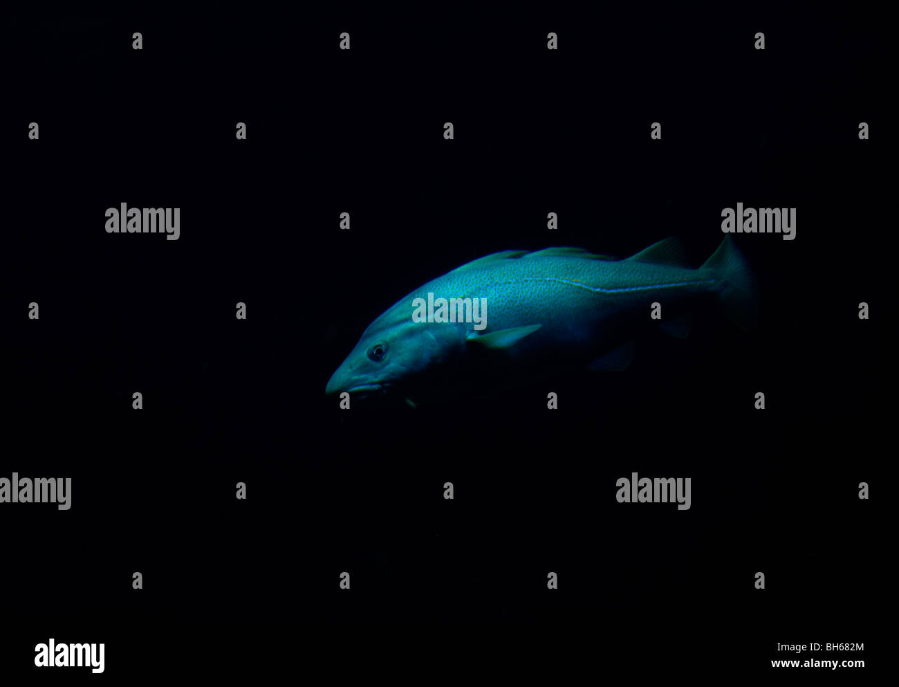 Cod fishing underwater hi-res stock photography and images - Alamy