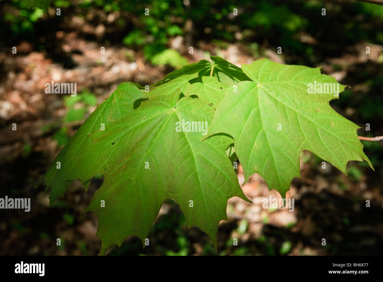 Maple leaves sprout hi-res stock photography and images - Alamy
