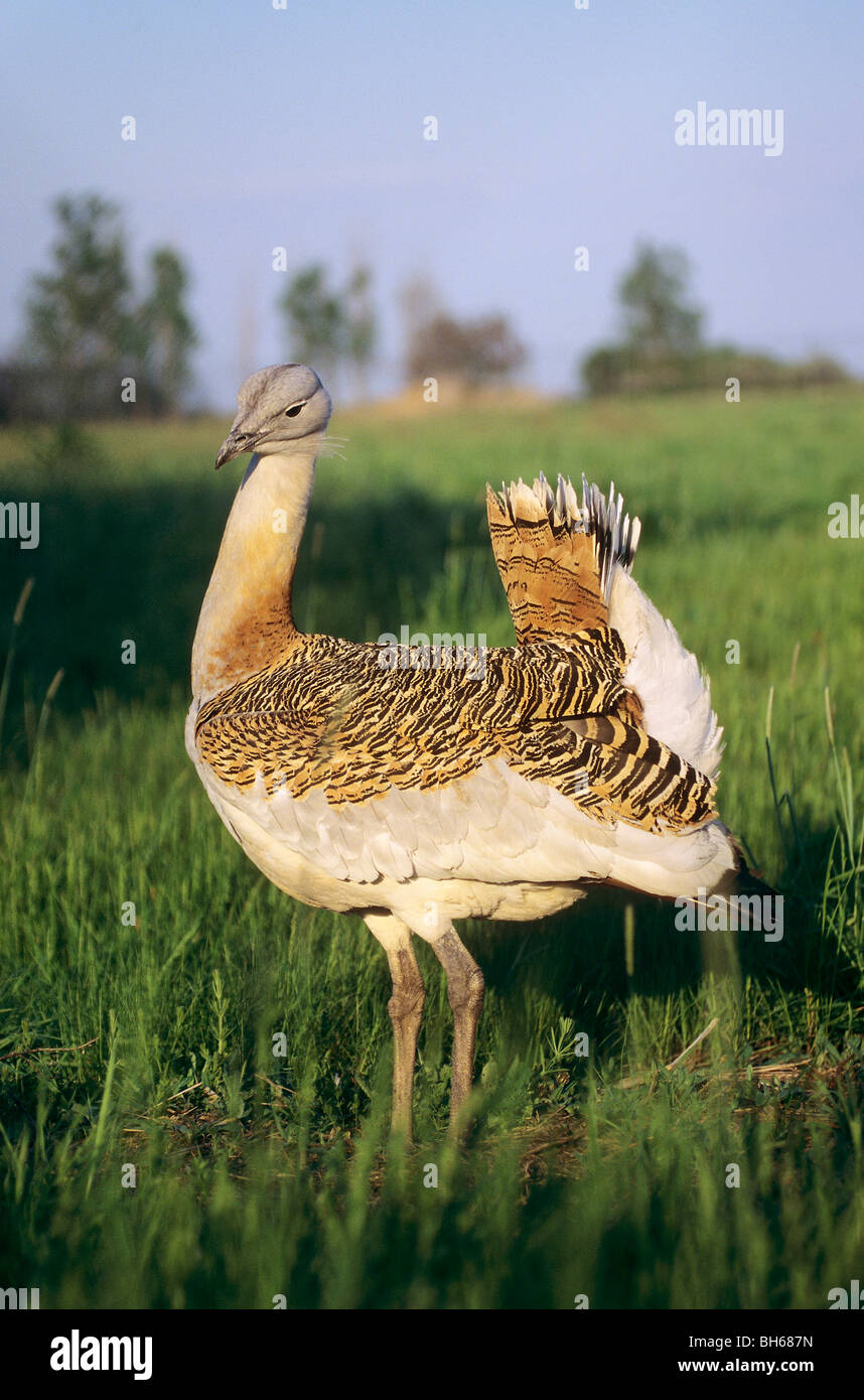 Great Bustard - courtship display / Otis tarda Stock Photo - Alamy