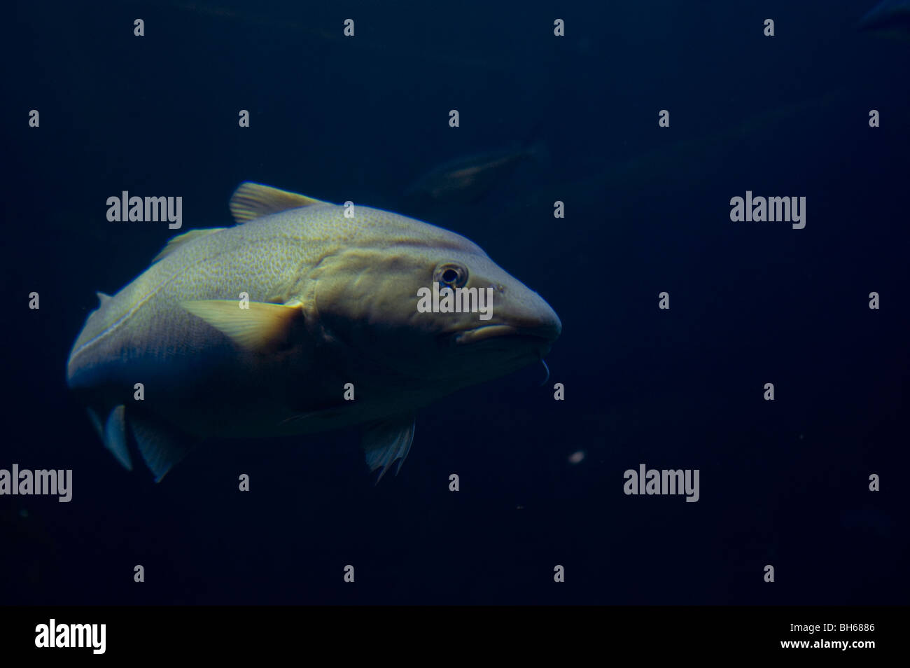Cod fishing underwater hi-res stock photography and images - Alamy